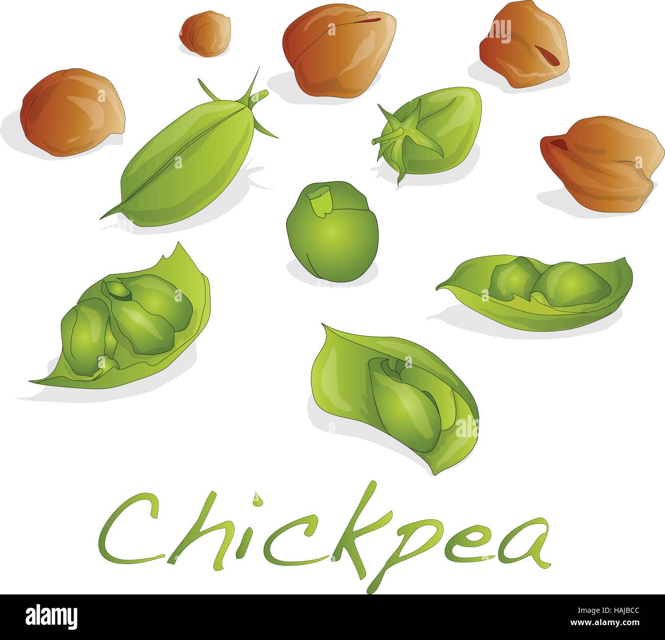 uncooked chickpeas vector on white background Stock Vector Image & Art ...