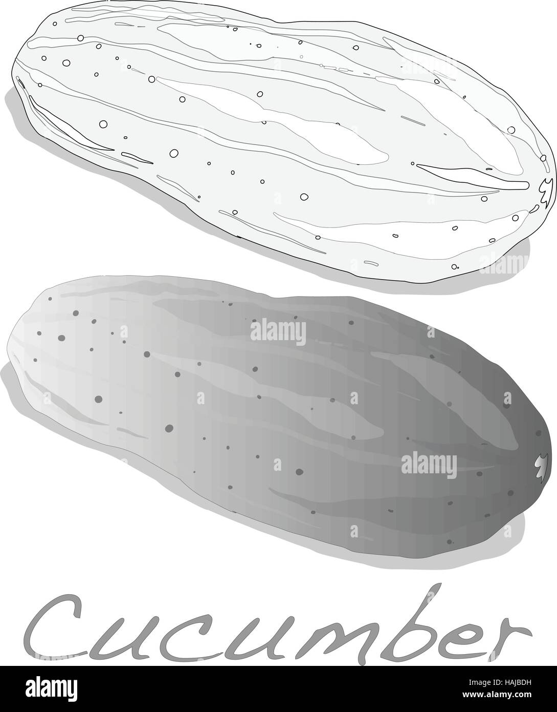 Cucumber vector isolated on white background Stock Vector Image & Art ...