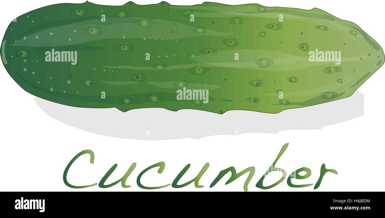 Cucumber vector isolated on white background Stock Vector Image & Art ...