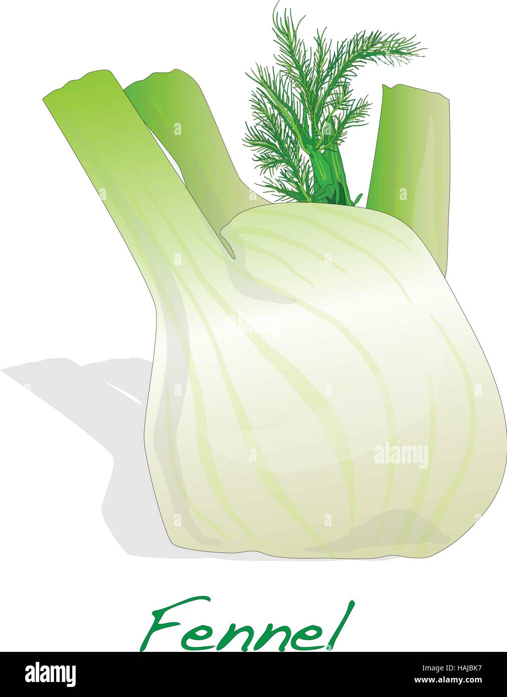 Aromatic herb close up Stock Vector Images - Alamy