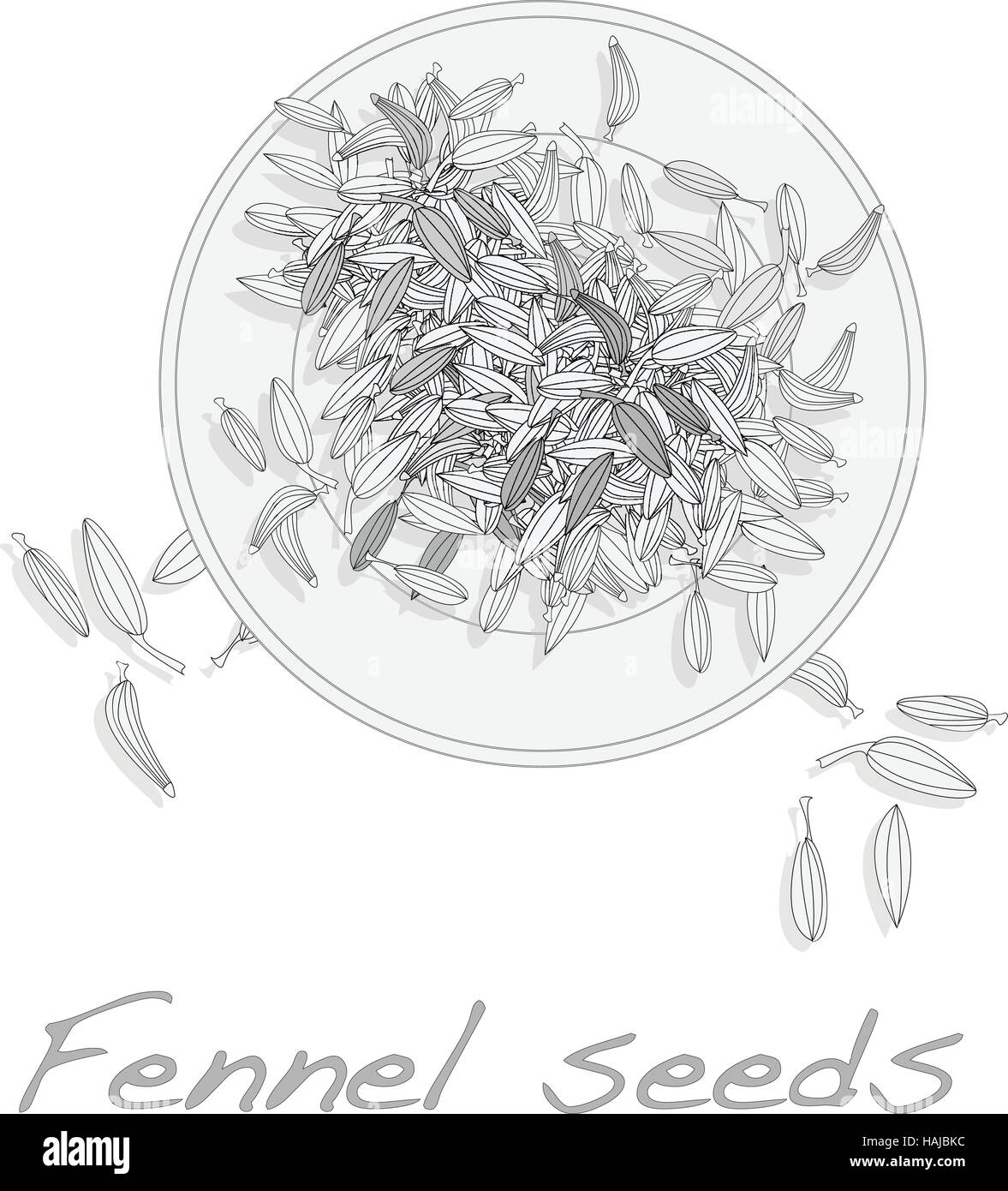 fennel seeds vector on white background Stock Vector Image & Art - Alamy