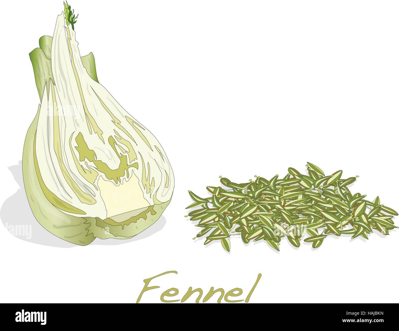 fennel root and seeds vector on white background Stock Vector Image ...