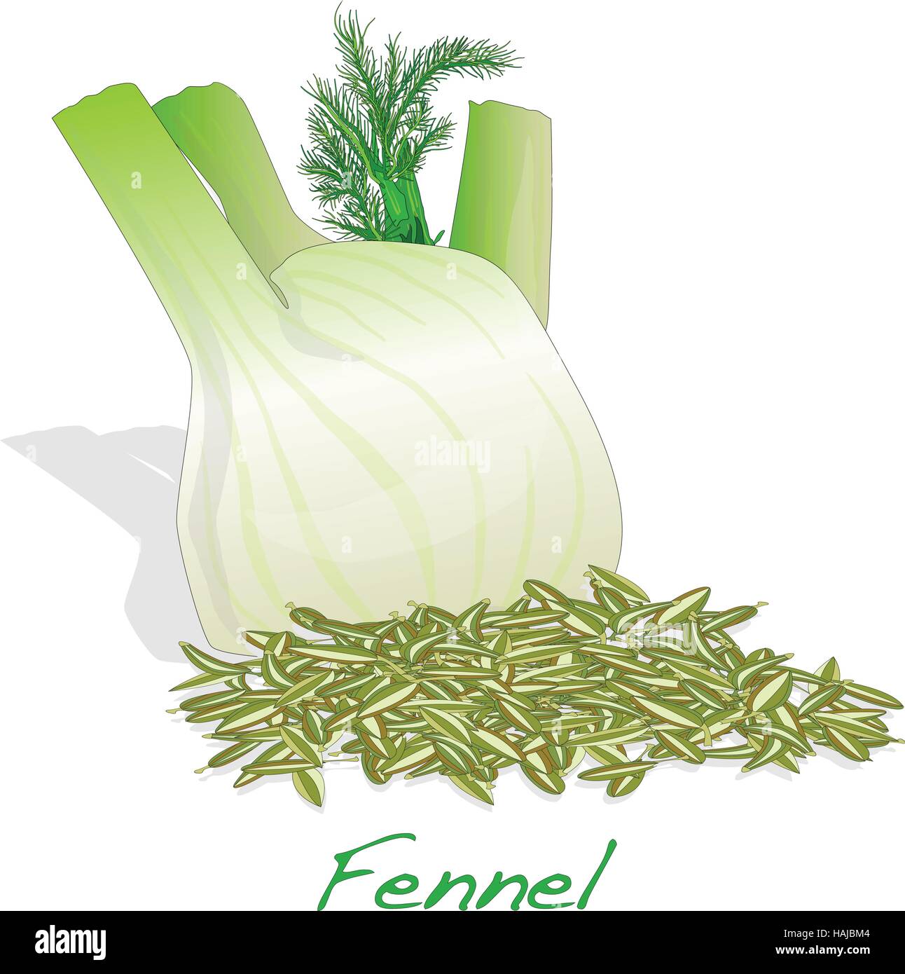 Green fennel seeds Stock Vector Images - Alamy