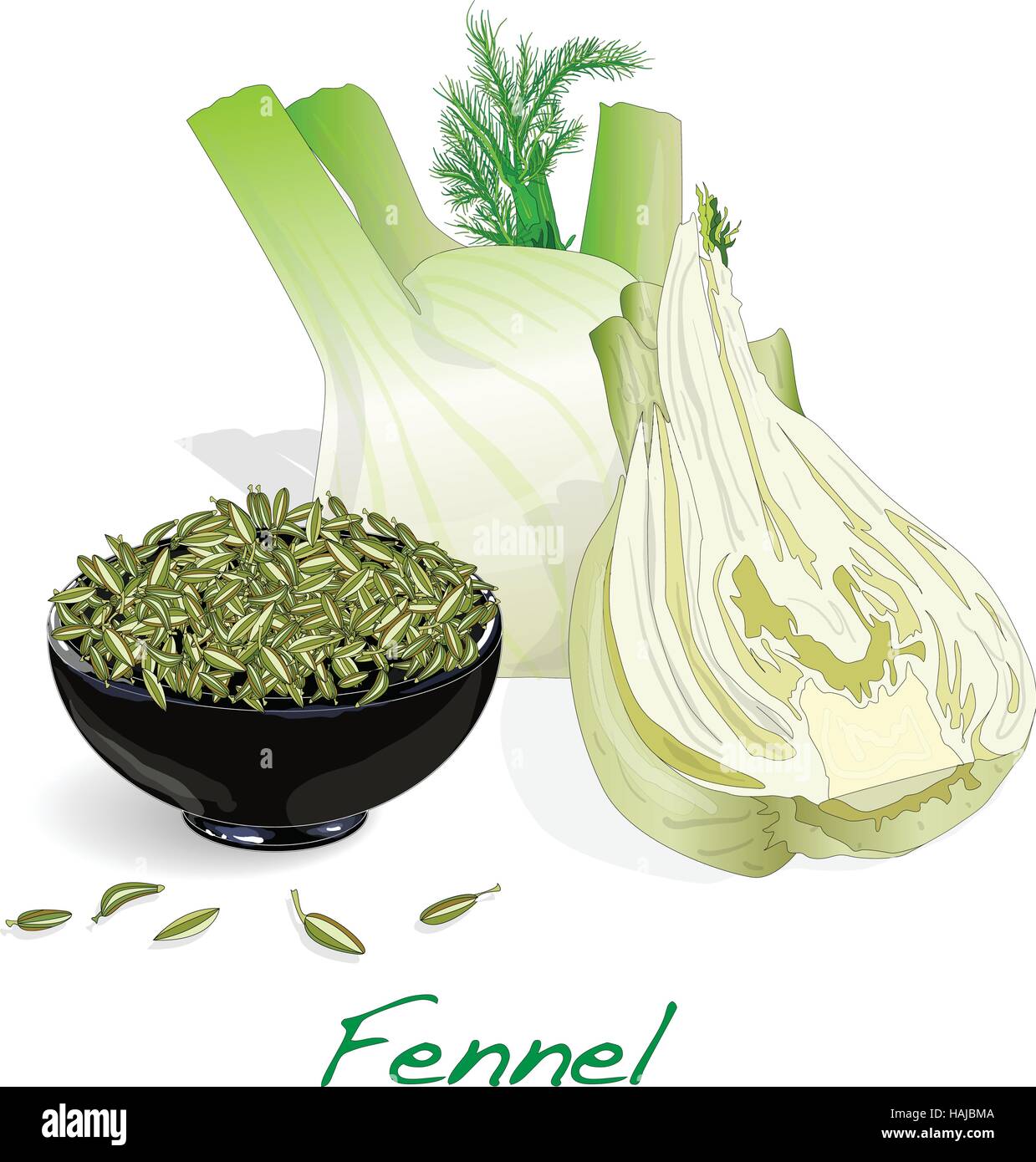 fennel root and seeds vector on white background Stock Vector Image ...