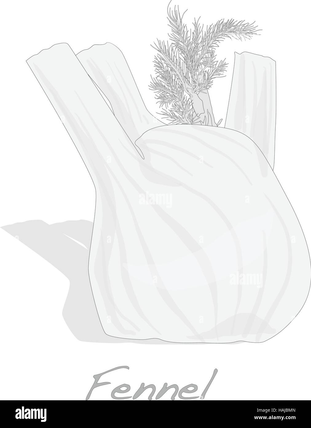 Fresh fennel bulb vector isolated on white background close up Stock ...