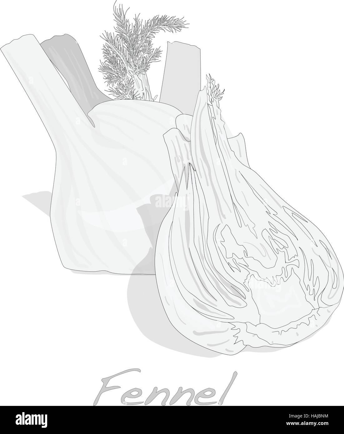 Fresh fennel bulb vector isolated on white background close up Stock ...
