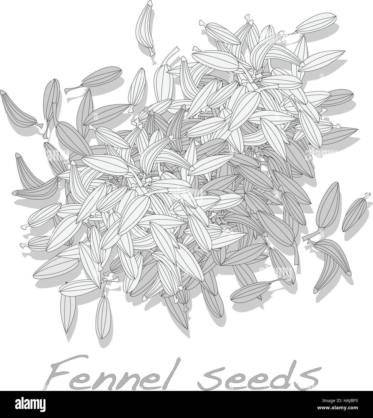 fennel seeds vector on white background Stock Vector Image & Art - Alamy