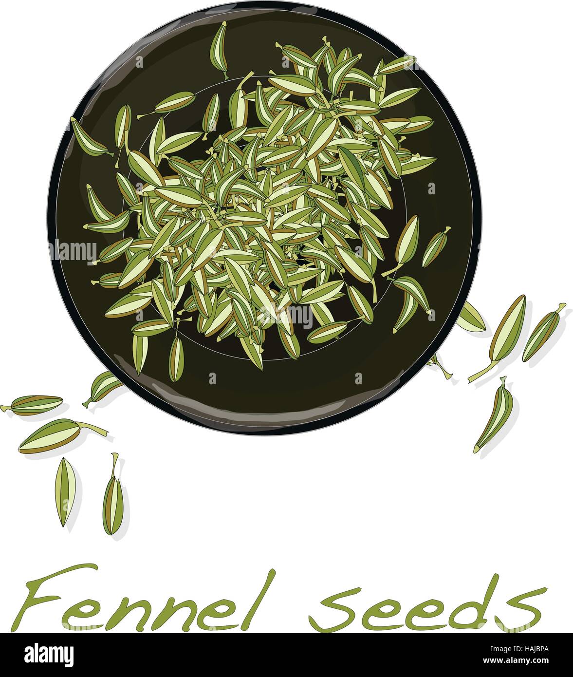 fennel seeds vector on white background Stock Vector Image & Art - Alamy