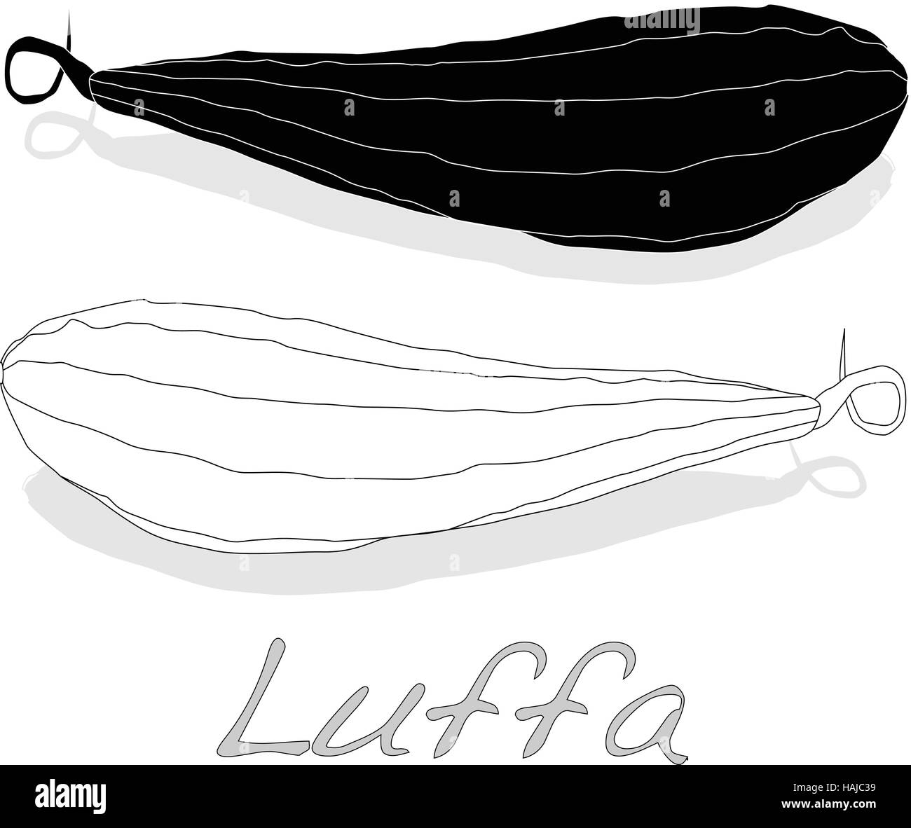 Luffa cylindrica Black and White Stock Photos & Images - Alamy