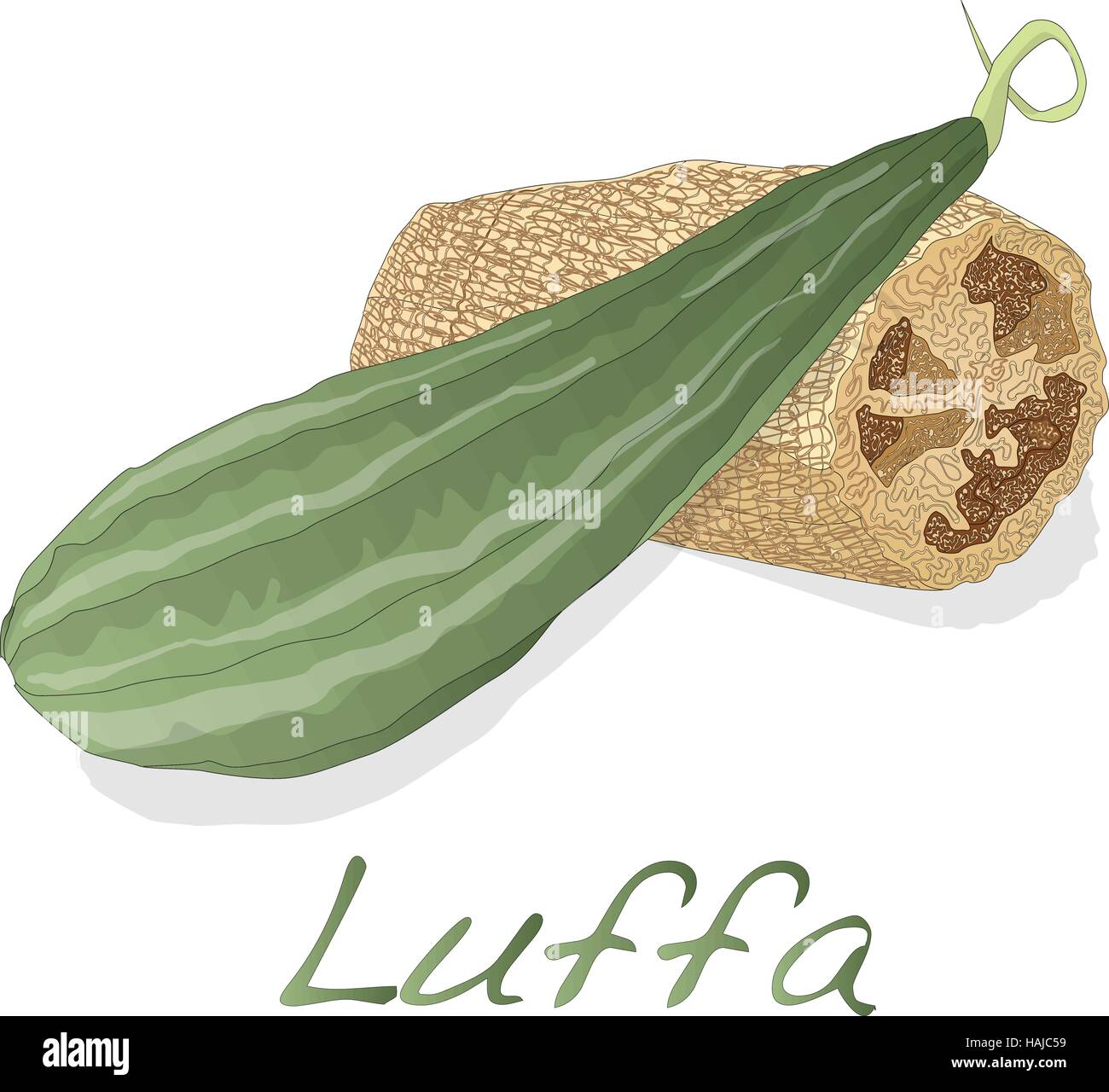 Luffa Cylindrica Luffa Stock Photos & Luffa Cylindrica Luffa Stock ...