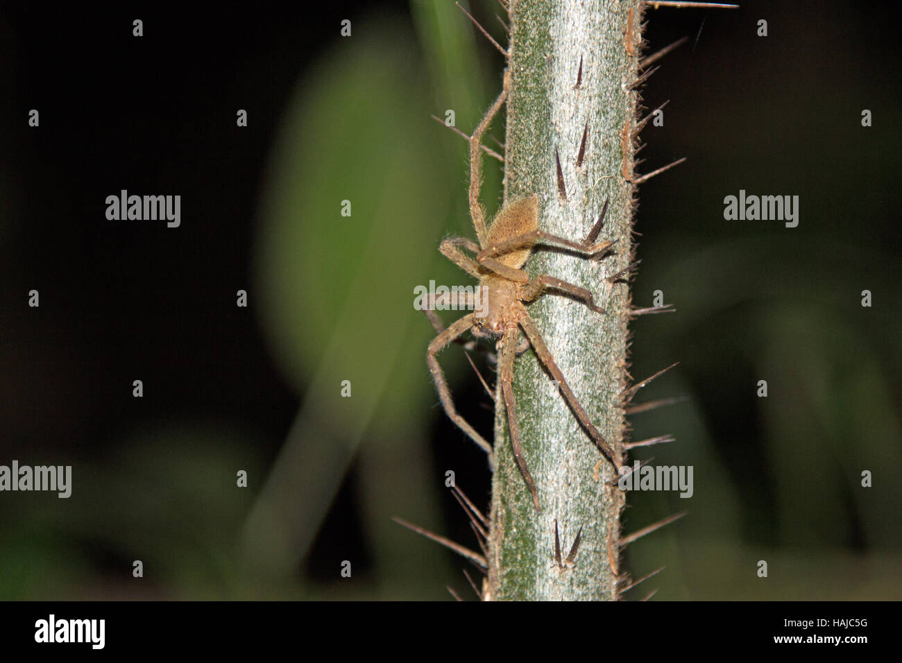 Amazon rainforest spider hi-res stock photography and images - Alamy