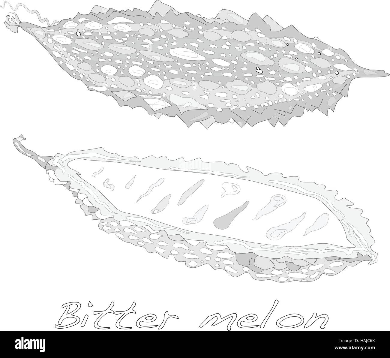 Bitter melon vector isolated on white background Stock Vector Image ...