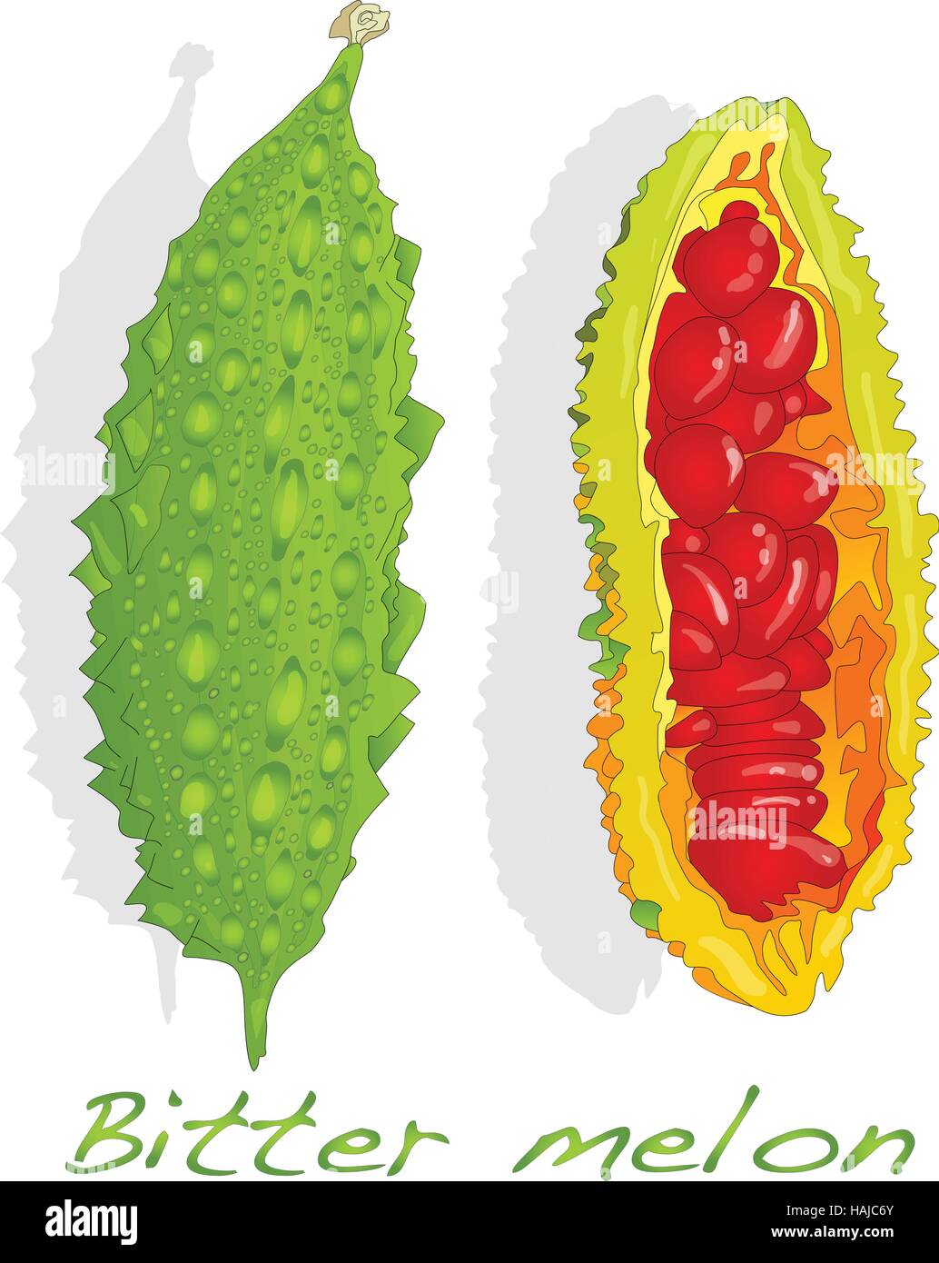 Bitter Gourd Vector