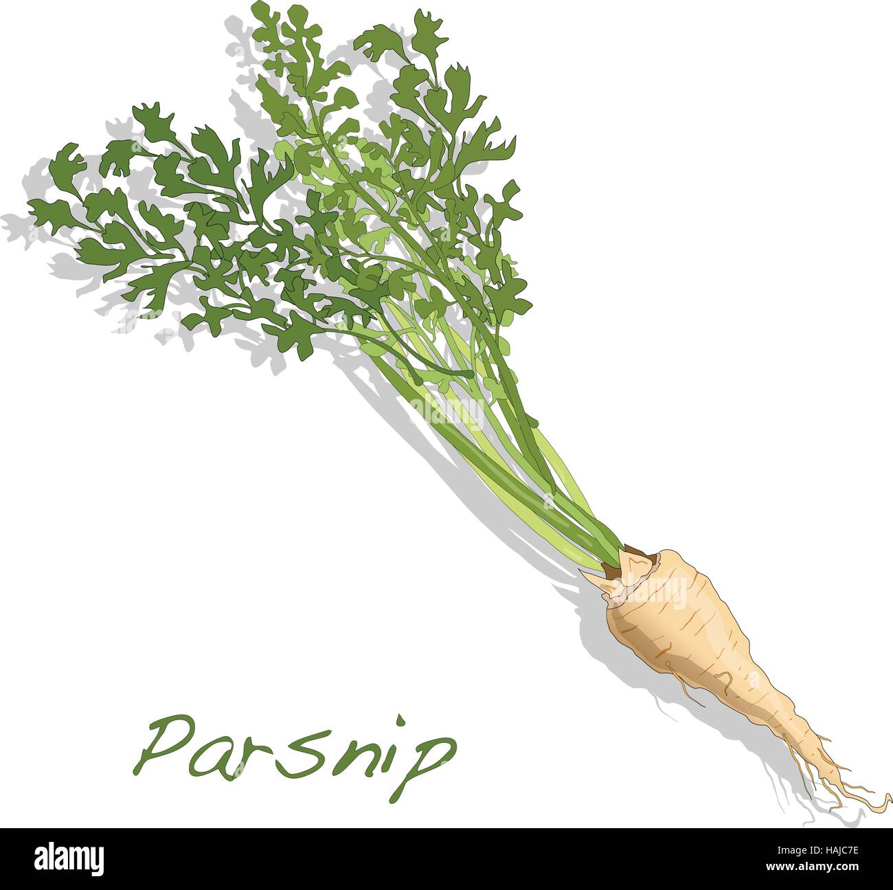 Fresh parsnip root on a white background. Vector Stock Vector Image ...