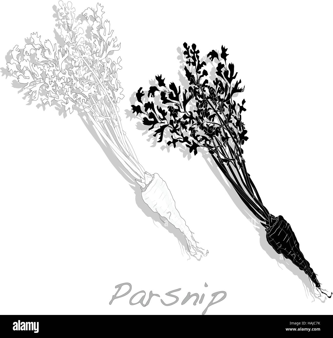 Fresh parsnip root on a white background. Vector Stock Vector Image ...