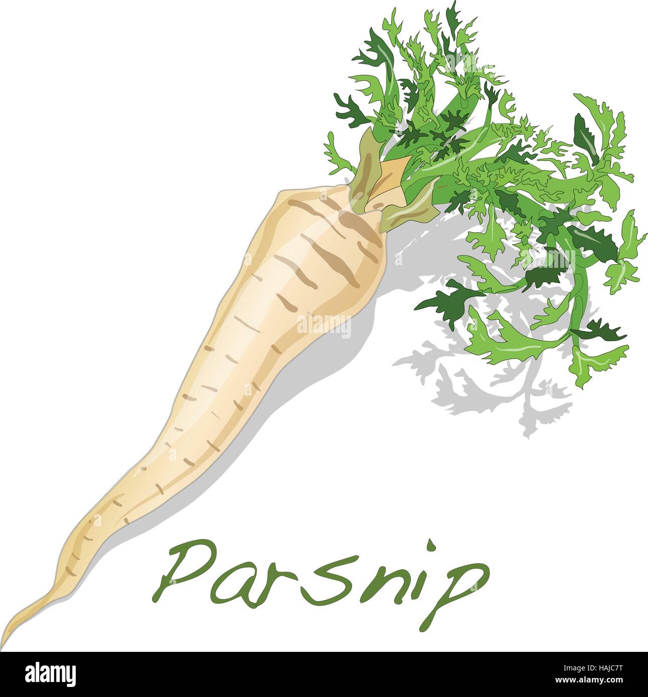 Spicy parsnip Stock Vector Images - Alamy