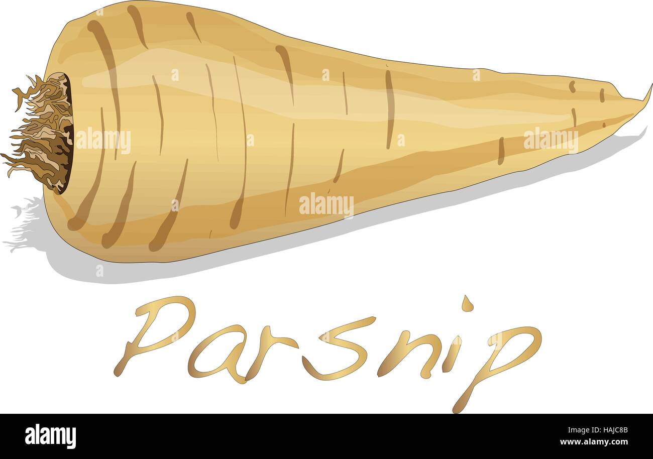 Fresh parsnip root on a white background. Vector Stock Vector Image ...