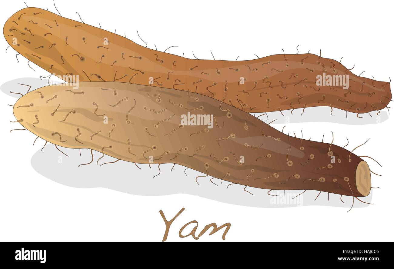 yam vector isolated on white background Stock Vector Image & Art - Alamy