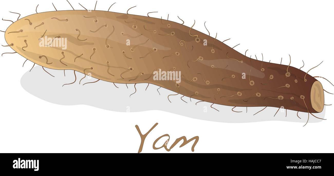 Yams Stock Vector Images - Alamy