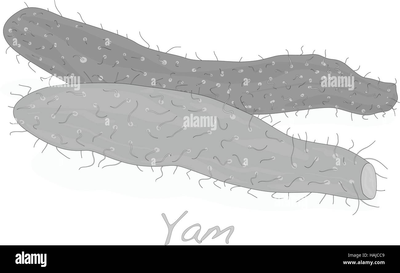 yam vector isolated on white background Stock Vector Image & Art - Alamy