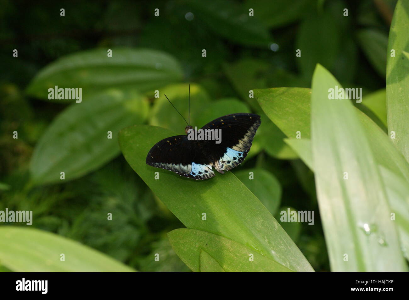 Kuala Lumpur Butterfly Park. Lexias dirtea Stock Photo - Alamy