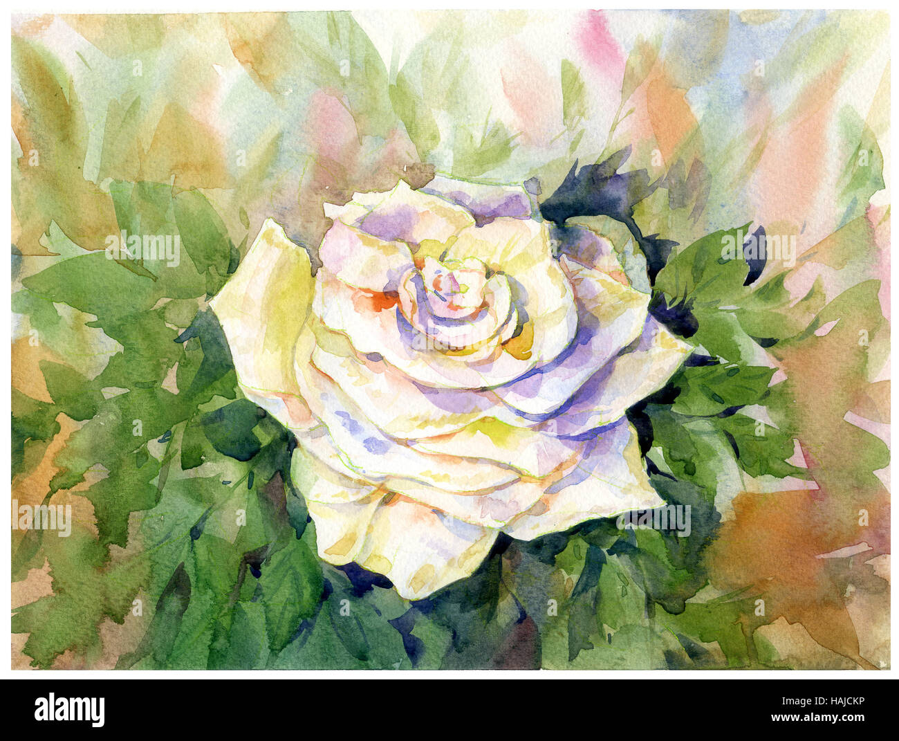 Watercolor painting of rose Stock Photo - Alamy