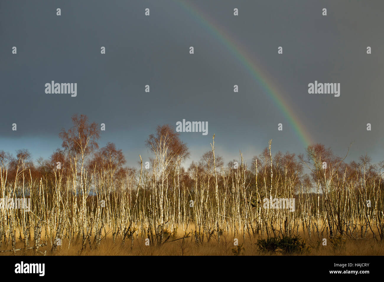 Rainbow over a wood of nearly dead Birch trees Stock Photo - Alamy