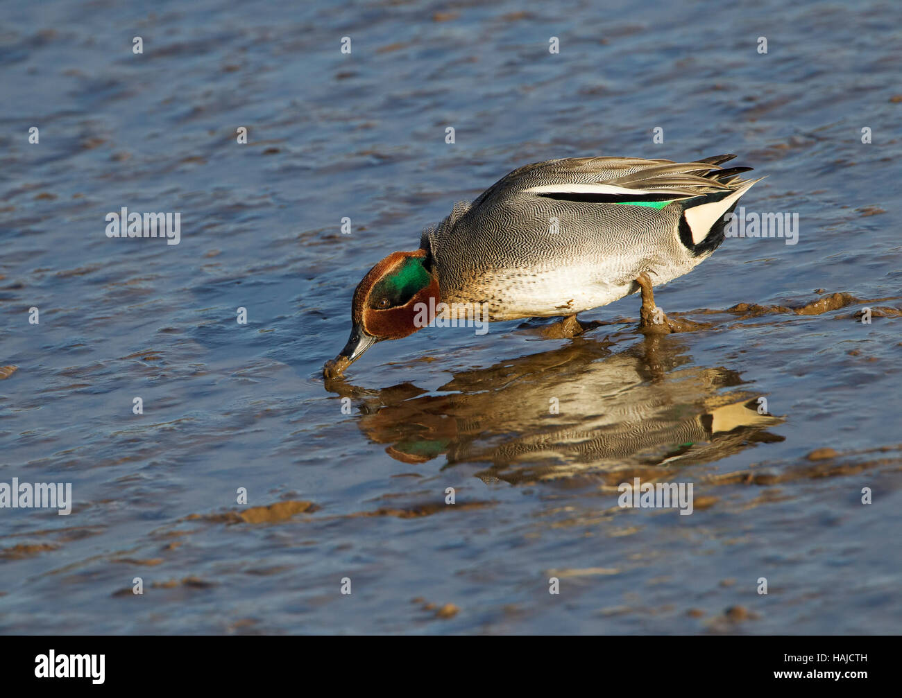 Teal sifting through the mud for food Stock Photo - Alamy