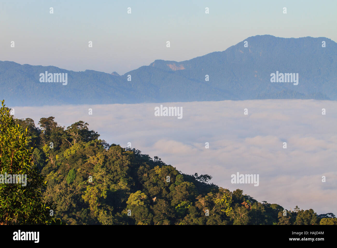 fog and cloud mountain valley landscape, plant fog and mountain ...