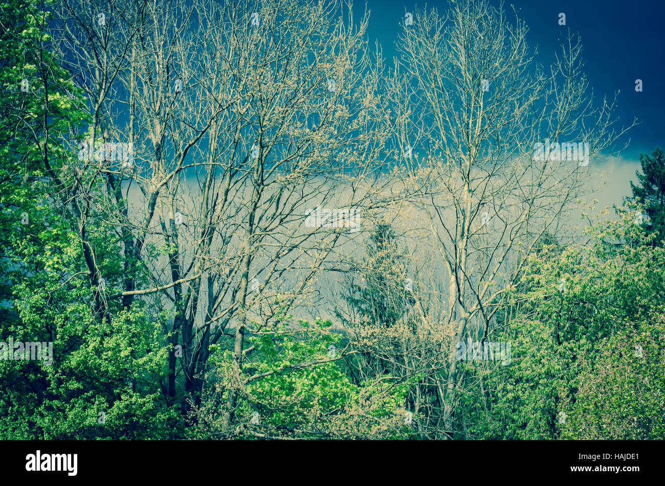 surreal trees with dramatic sky filtered effect Stock Photo - Alamy