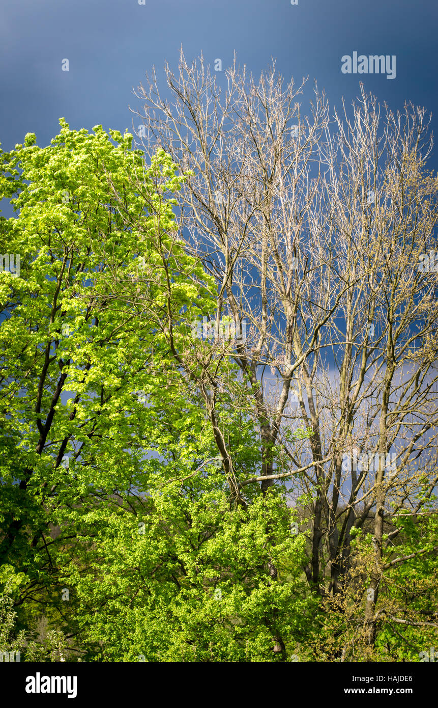 surreal trees with dramatic sky filtered effect Stock Photo - Alamy