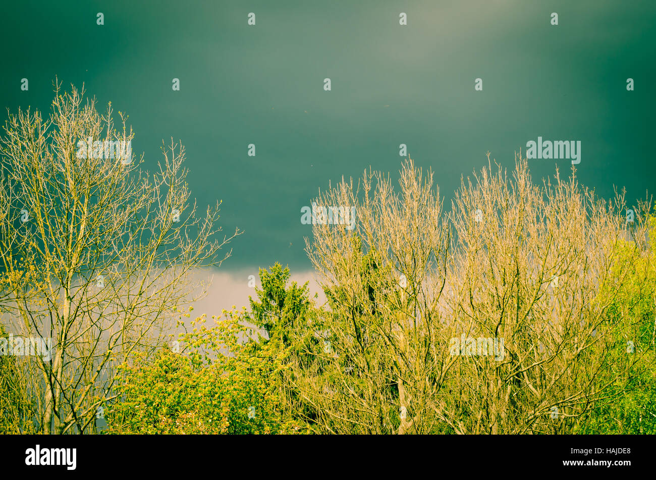 surreal trees with dramatic sky filtered effect Stock Photo - Alamy