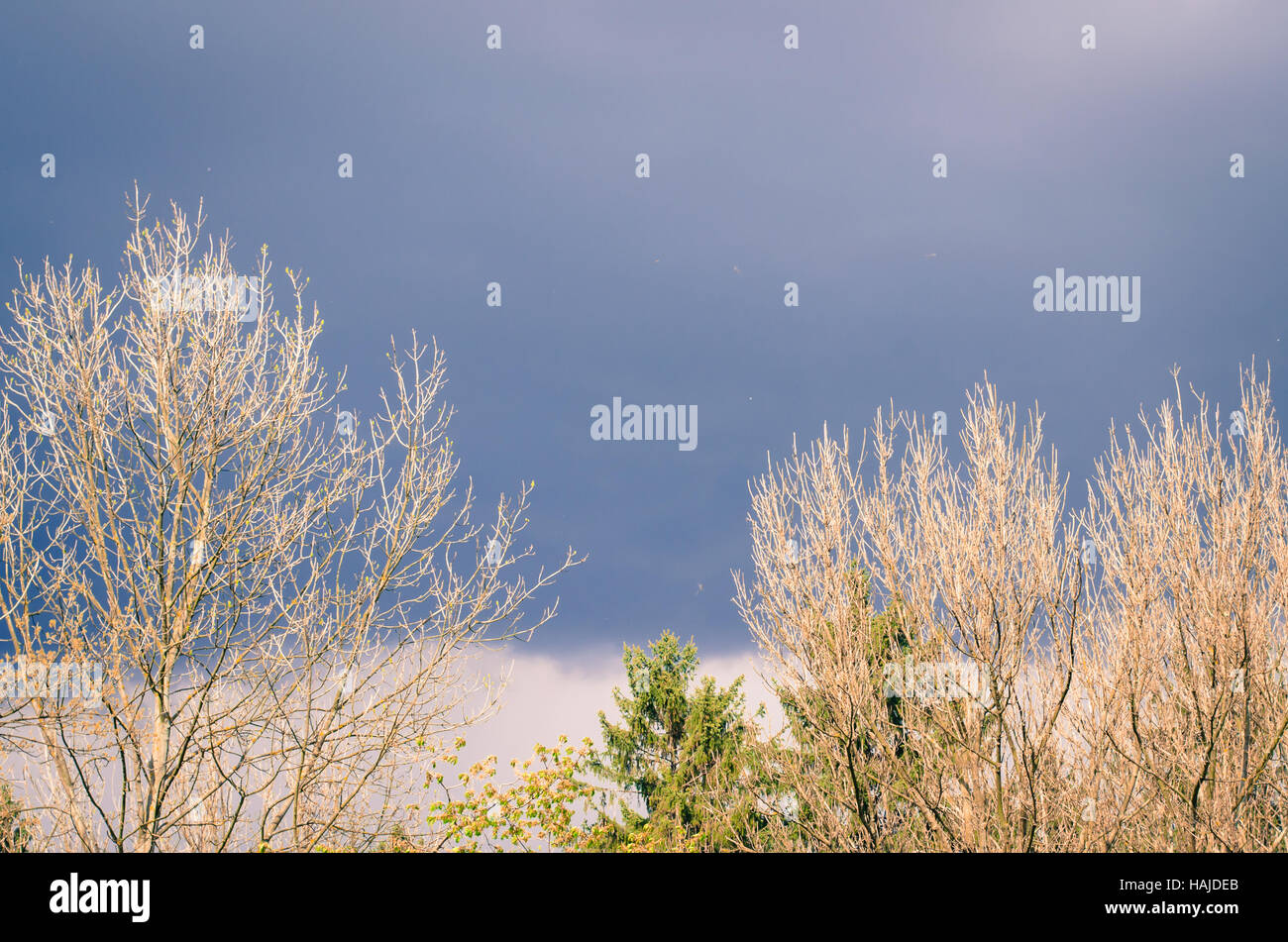 surreal trees with dramatic sky filtered effect Stock Photo - Alamy