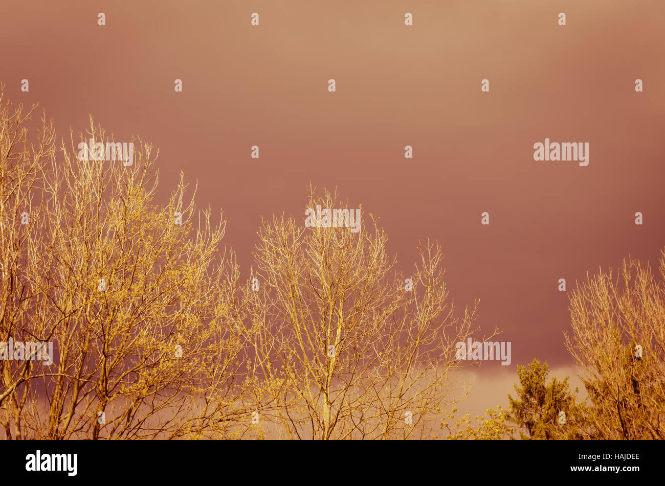 surreal trees with dramatic sky filtered effect Stock Photo - Alamy