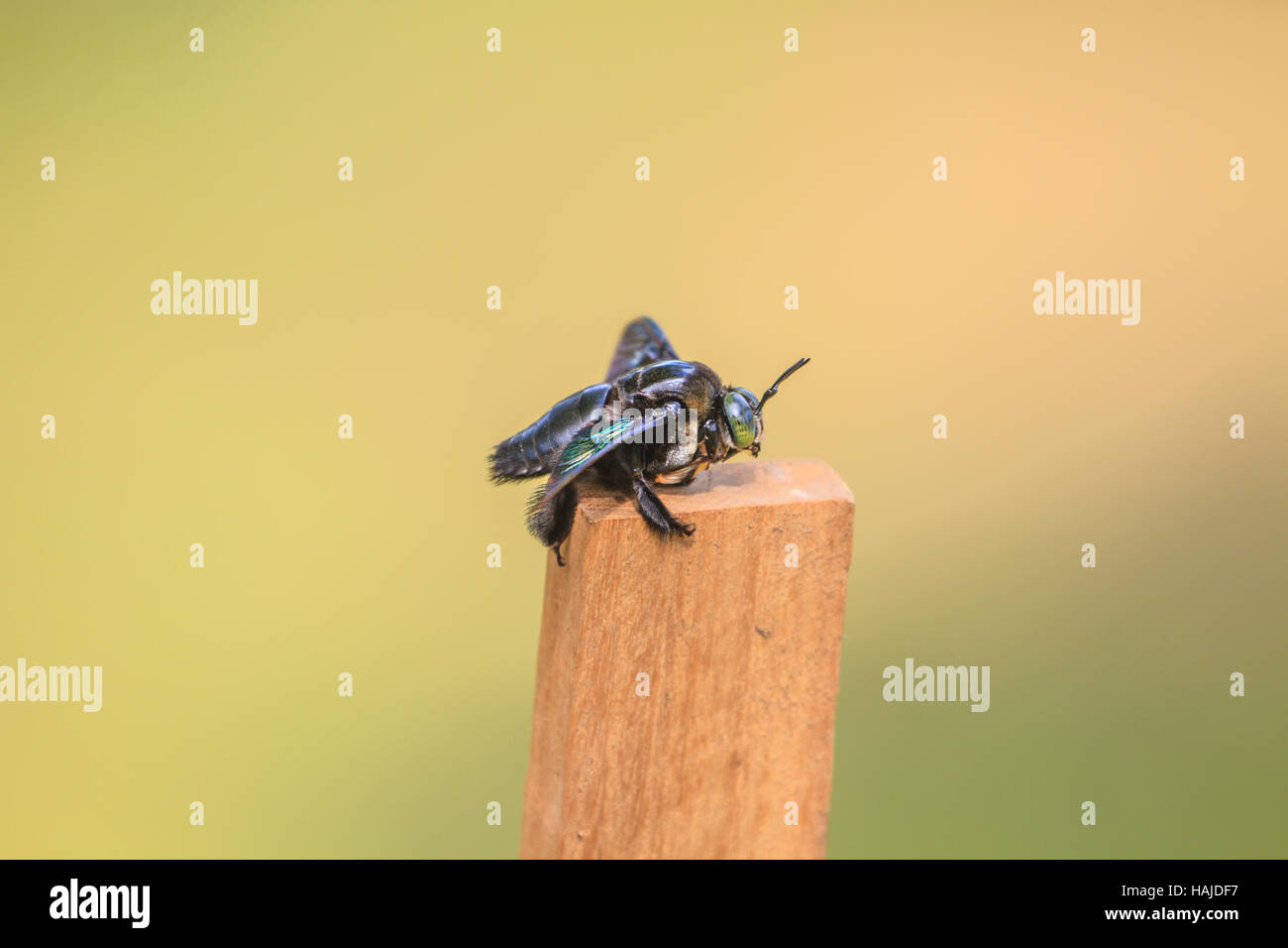 Carpenter bee (Xylocopa varipuncta) black Insect in nature Stock Photo ...