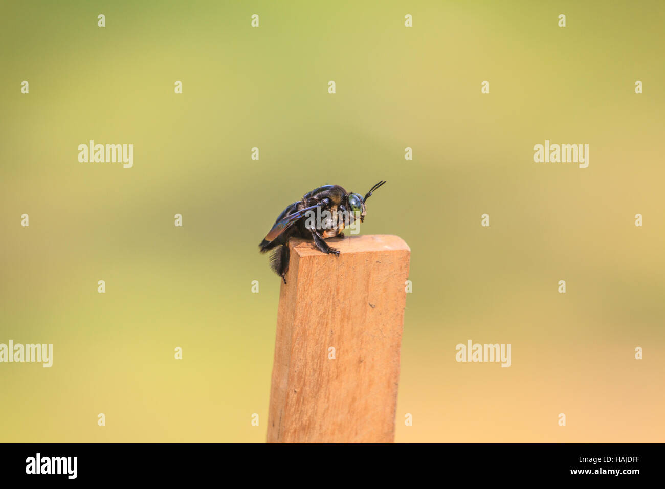 Carpenter bee (Xylocopa varipuncta) black Insect in nature Stock Photo ...