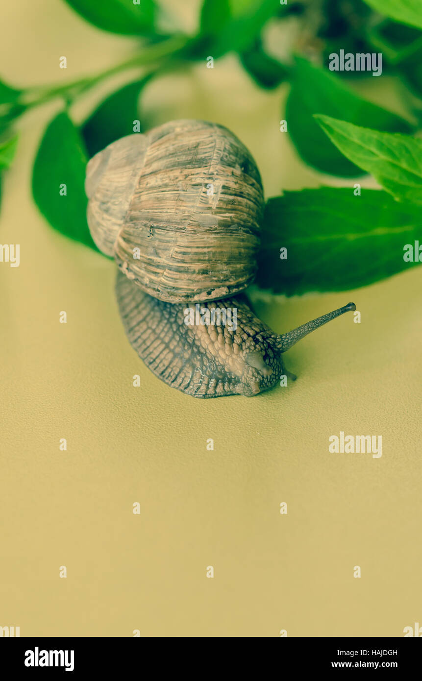 Snail shell effect hi-res stock photography and images - Alamy