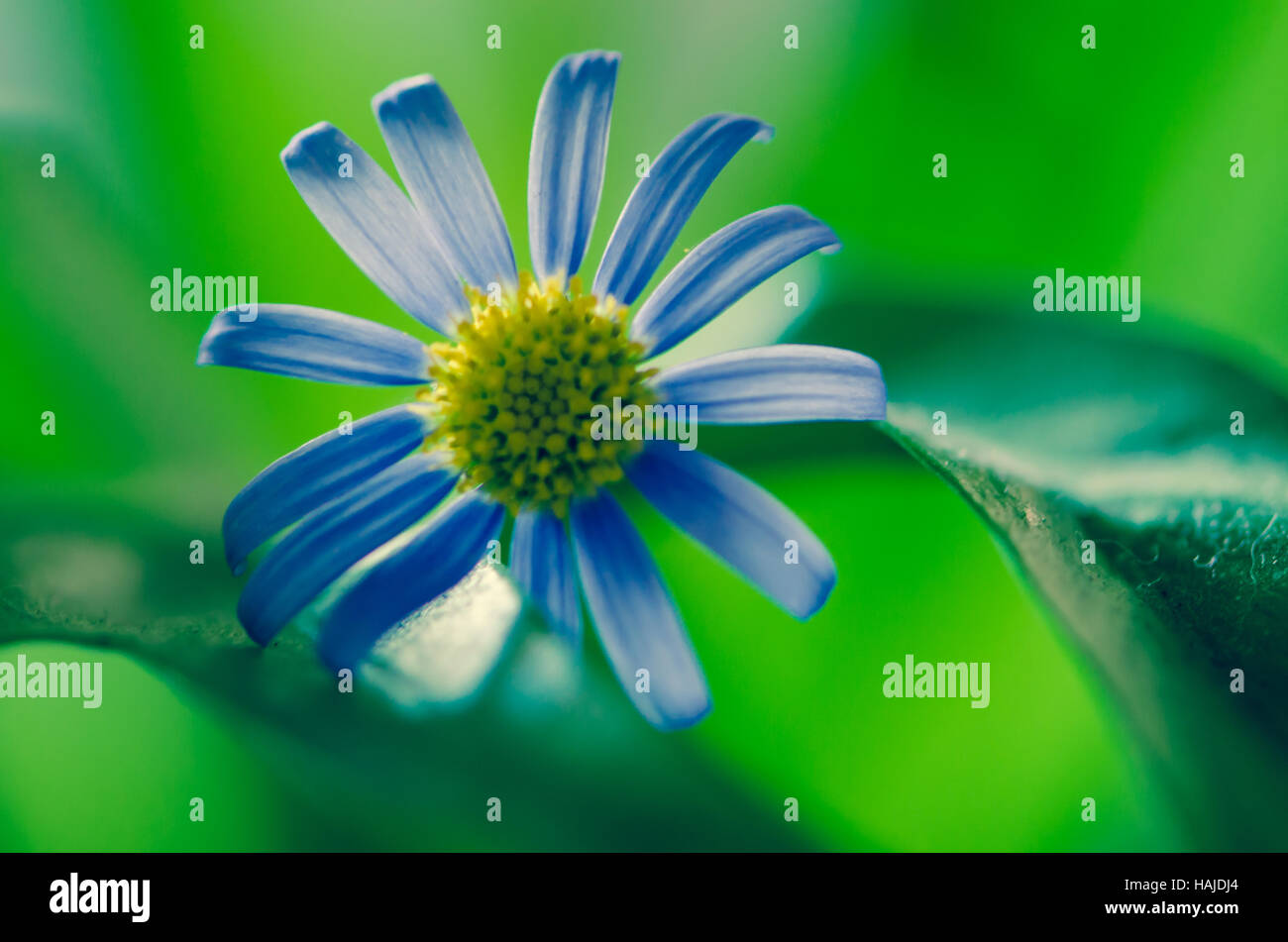detail of blue flower background Stock Photo - Alamy