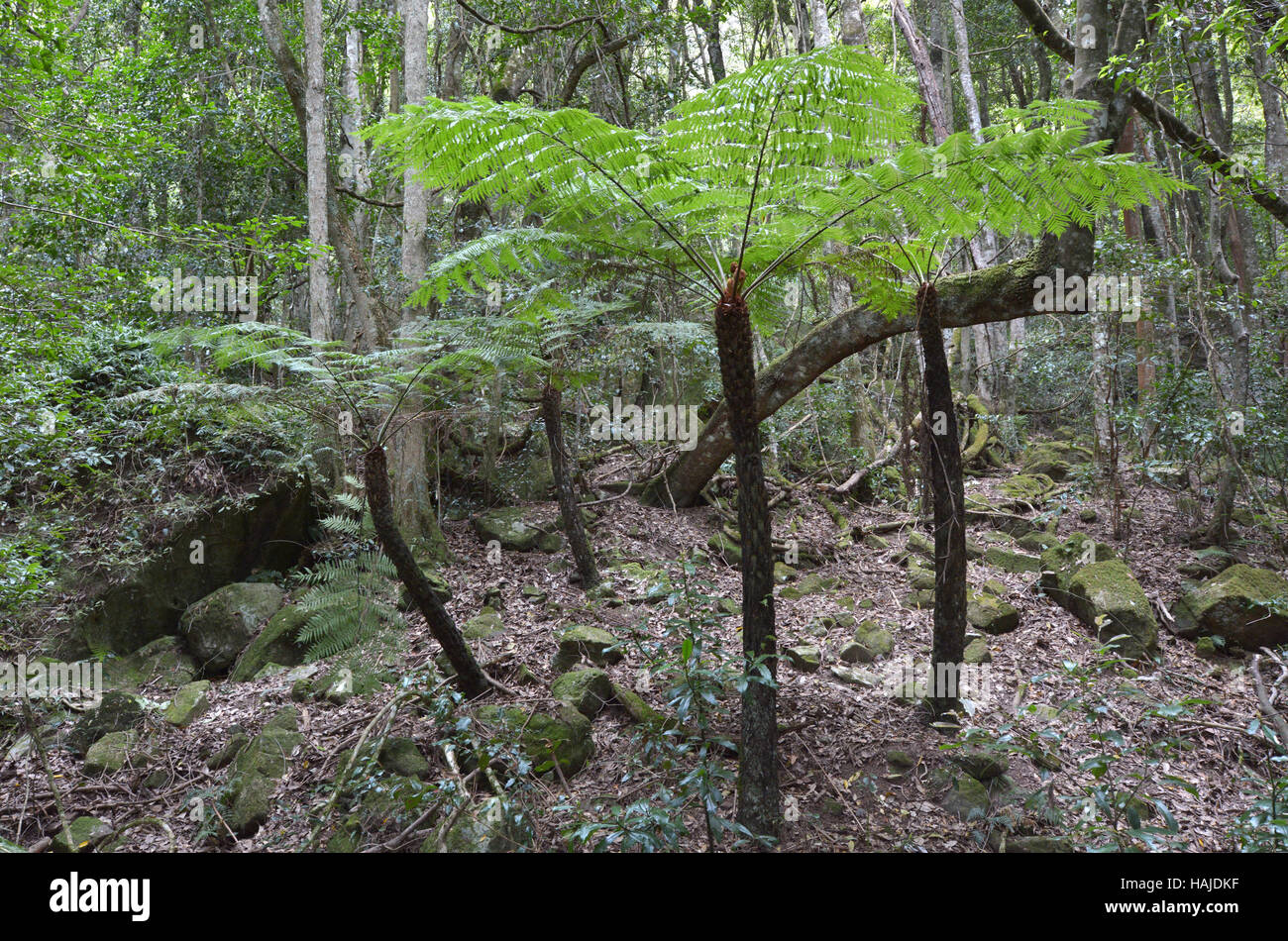 Australia Tree Fern High Resolution Stock Photography and Images - Alamy