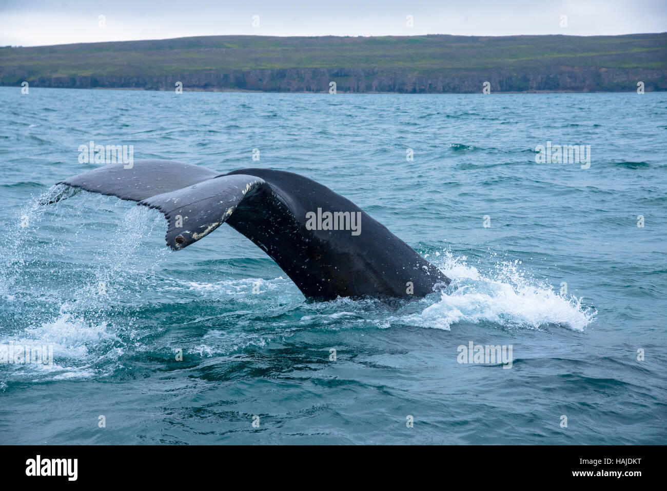 Diving whale hi-res stock photography and images - Alamy