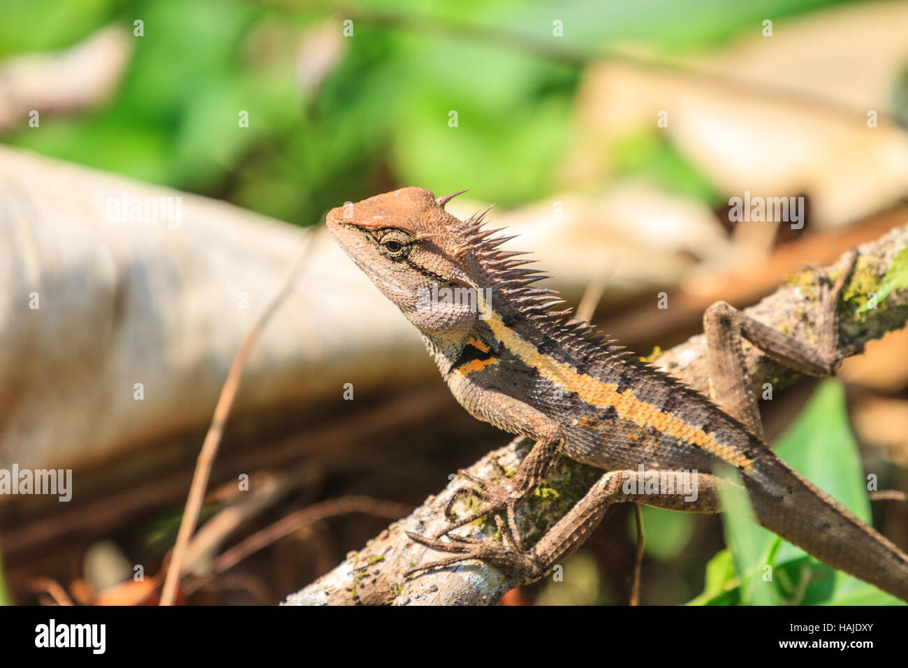 Green crested lizard hi-res stock photography and images - Alamy