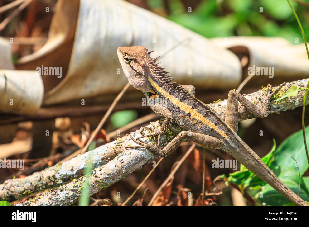 Green crested lizard, black face lizard, tree lizard on tree Stock ...