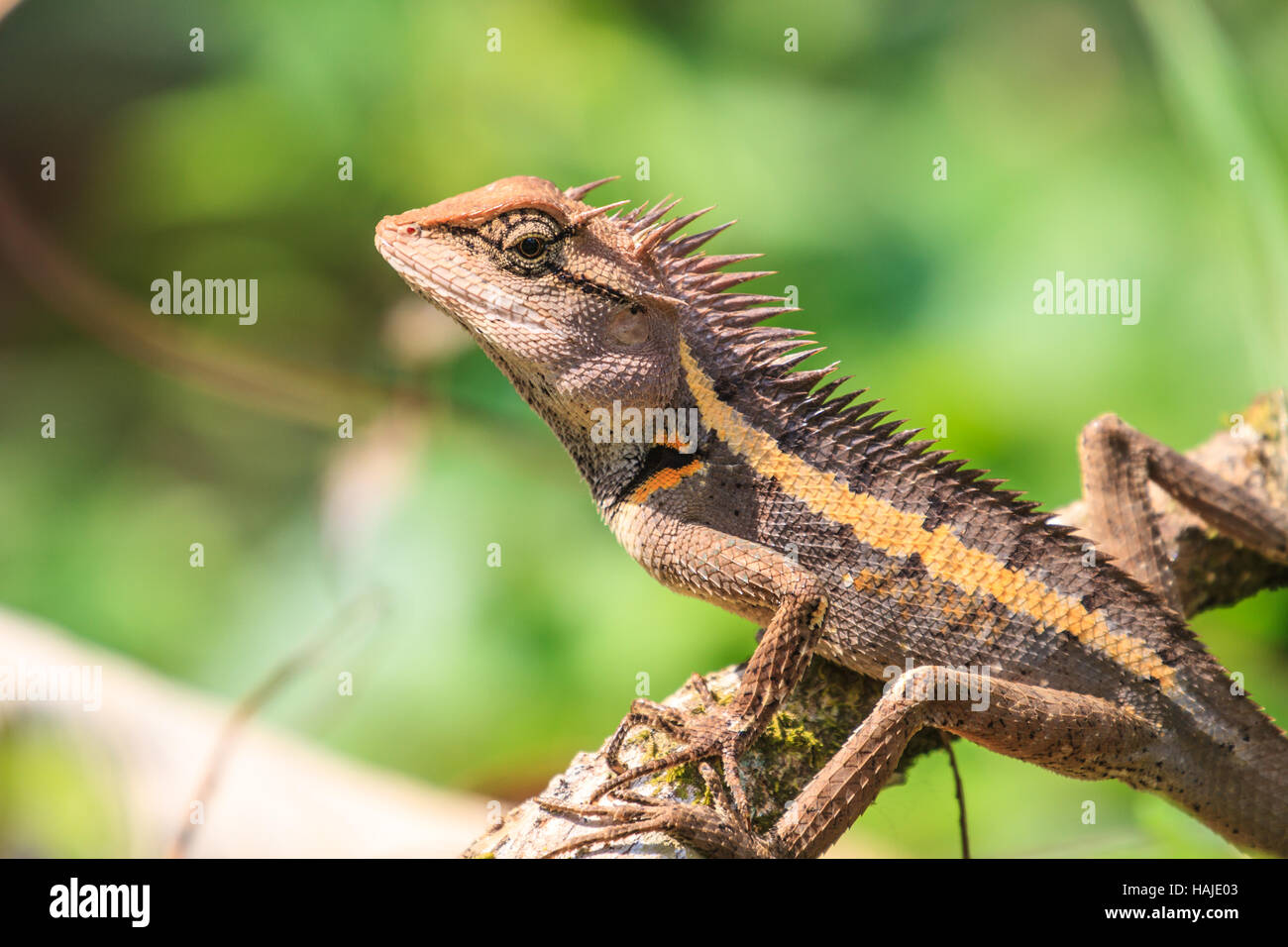 Face on lizard hi-res stock photography and images - Alamy