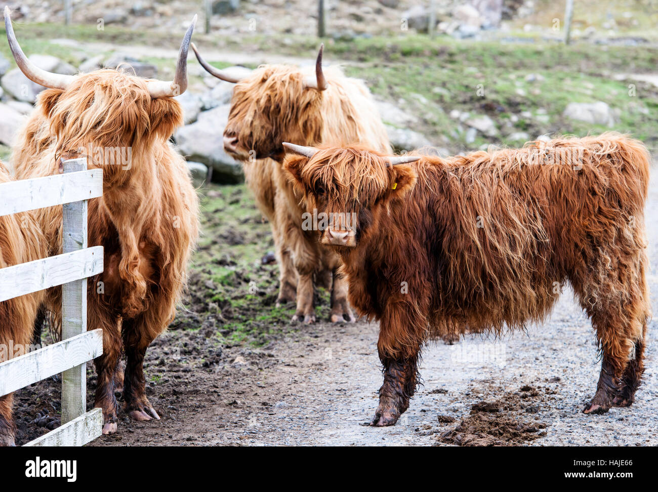 Highland cattle, Harris, Hebrides, Scotland Stock Photo - Alamy