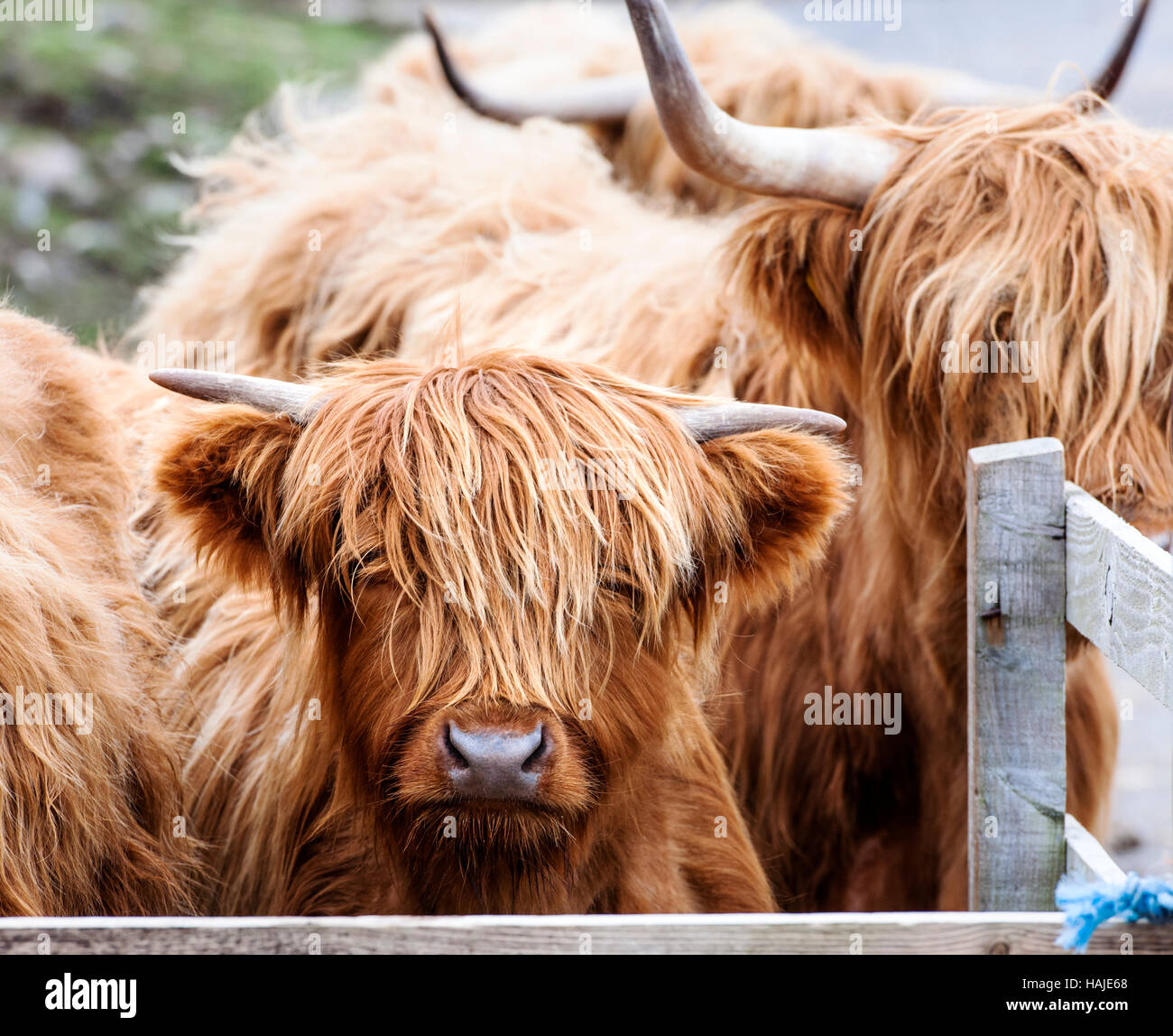 Highland cattle, Harris, Hebrides, Scotland Stock Photo - Alamy