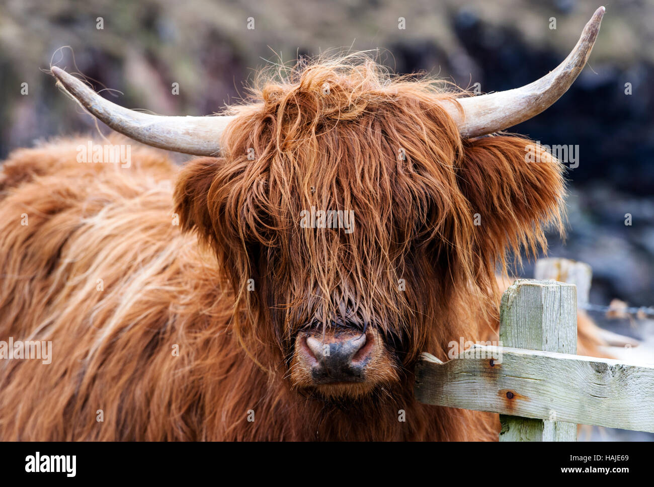 Highland cattle, Harris, Hebrides, Scotland Stock Photo - Alamy