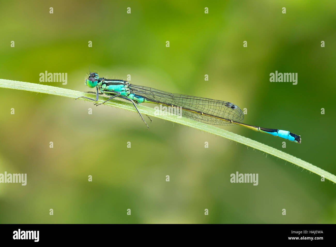 Blue-tailed damselfly (Ischnura elegans), Burgenland, Austria Stock ...