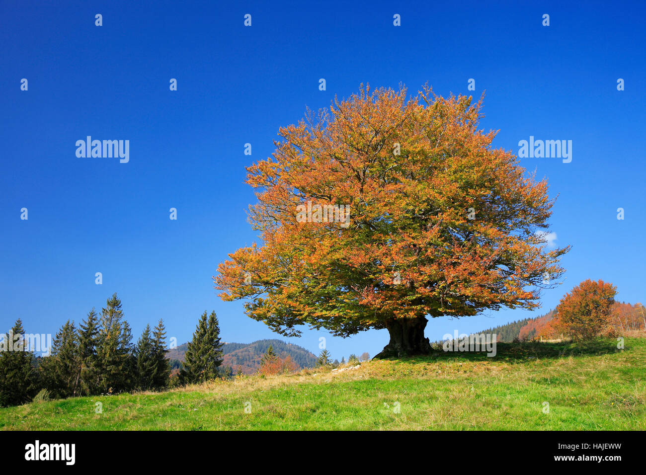 High sp hi-res stock photography and images - Alamy