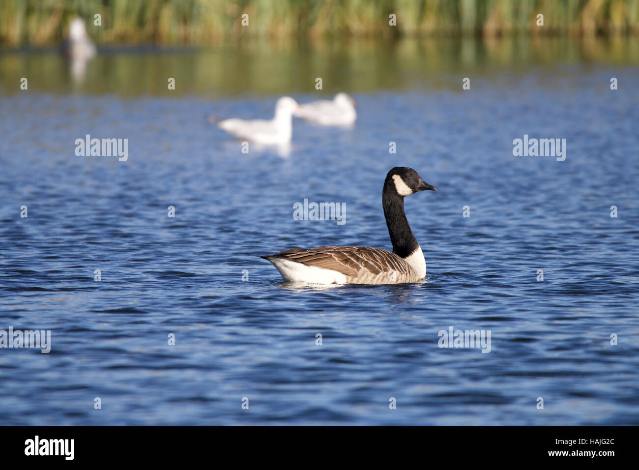 Canada goose swimming in a morning Stock Photo - Alamy