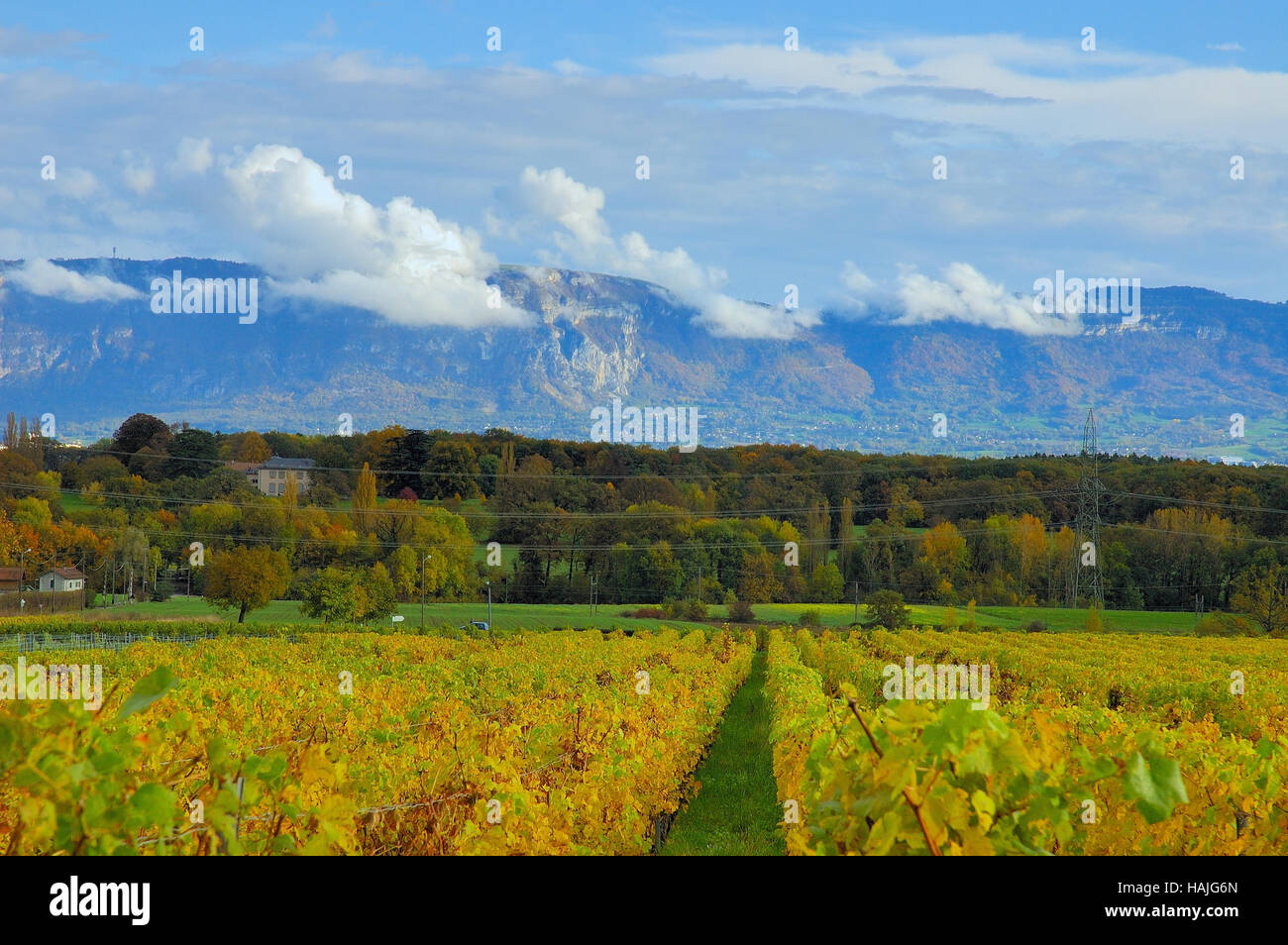 Autumn vineyard near Geneva, Switzerland looking at the Saleve across ...